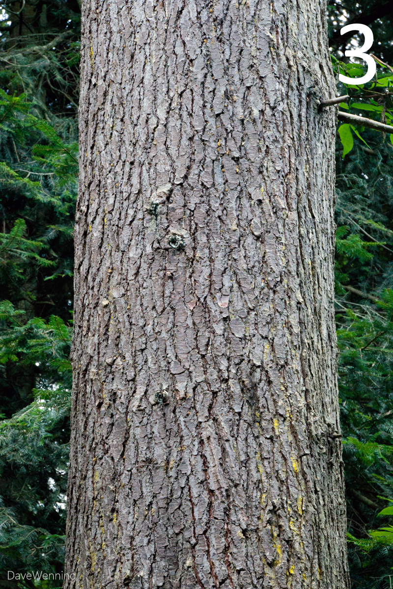 Douglas Fir Tree Bark
