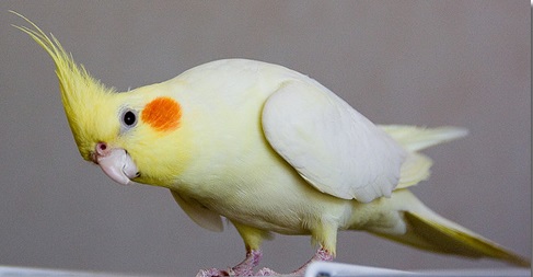 Peta - A calopsita !: Adestrar calopsita: Veja o que ela pode aprender ...