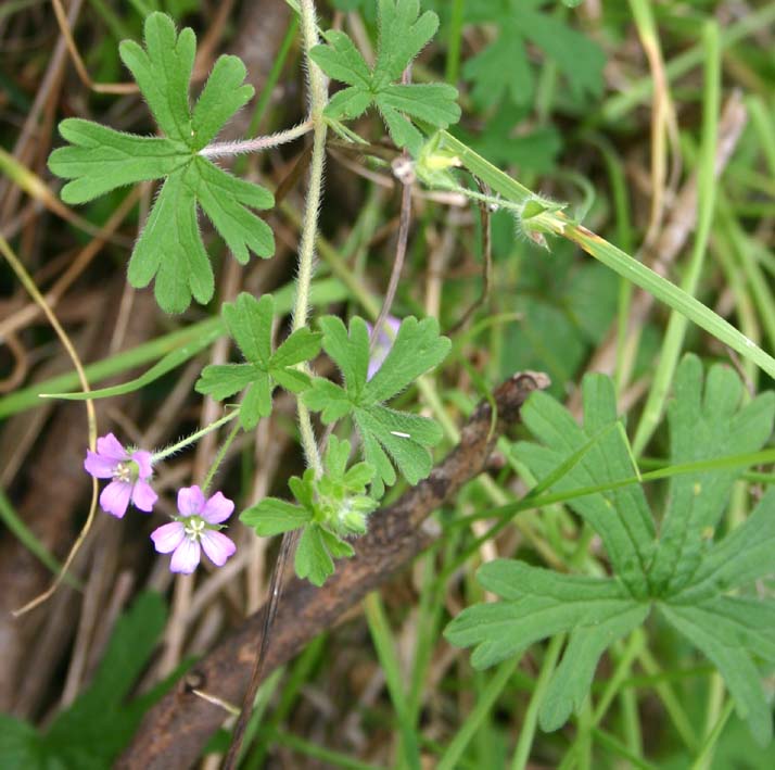 Toowoomba Plants: Native Geranium