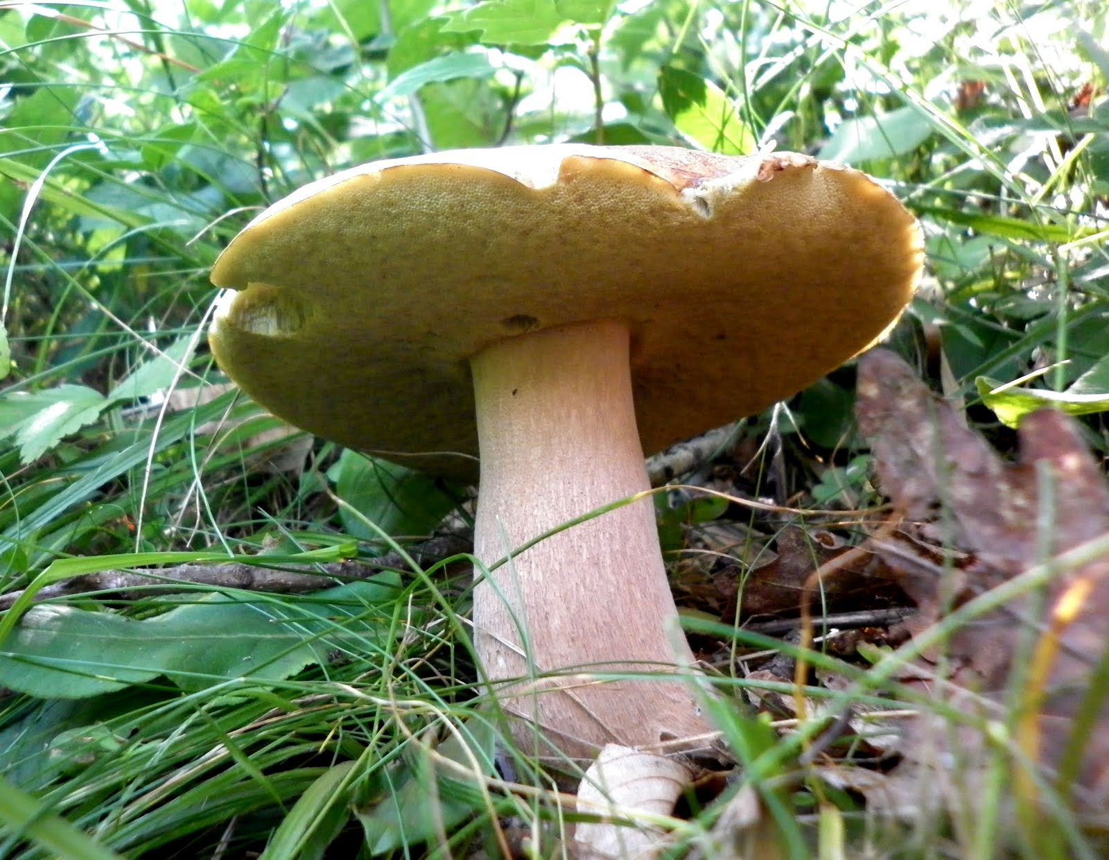 La ciuperci: Primii hribi