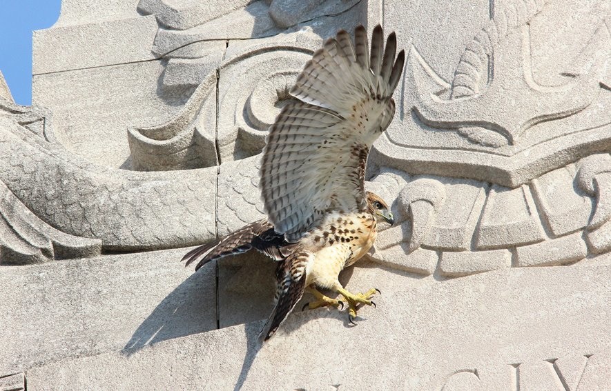 Hawkwatch at the Franklin Institute: #1 fledges, #2 fledges, and ...