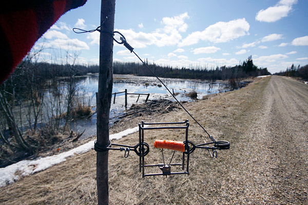 Outdoor Pursuits: Cops, beavers and muskrat traps
