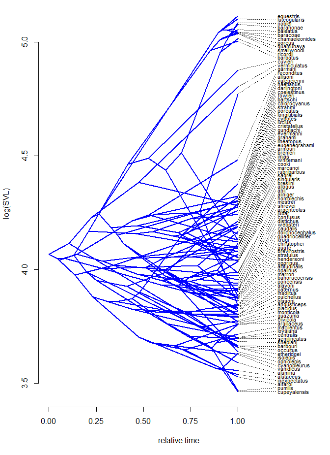Phylogenetic Tools for Comparative Biology: Anolis phenogram of body ...