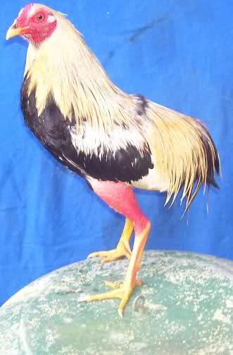 EMOCION GALLISTICA con Manuel Perelló.-: ARTICULO DEL DIA: LOS GALLOS BOLOS