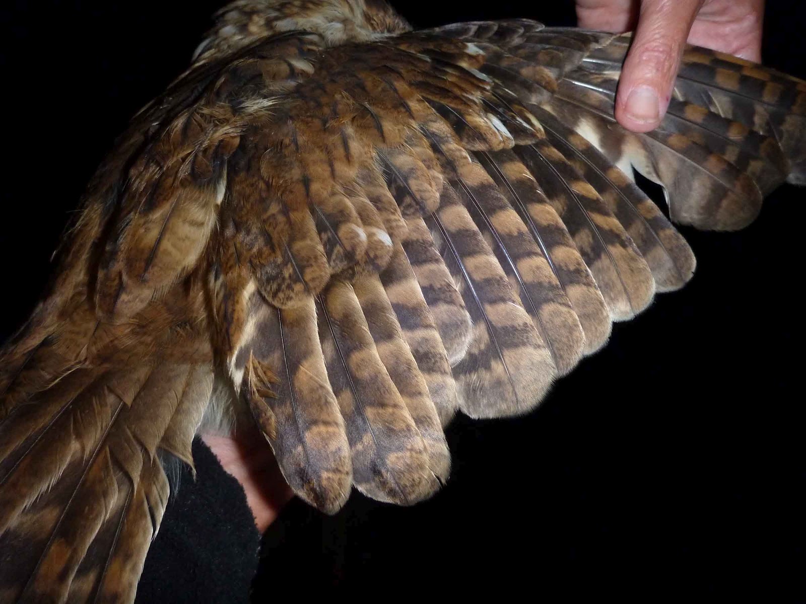 Teifi Ringing Group: Week-end starts with a Tawny........ (Owl)