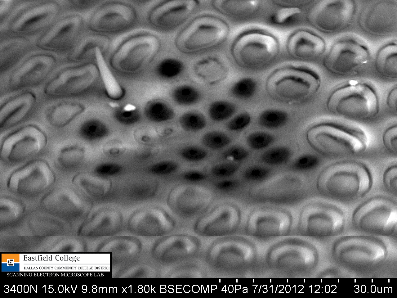 Scanning Electron Microscope Blog: A Lone Drone (Bee)