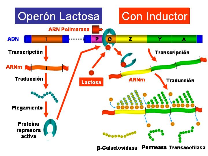 ḼїδβӚϯЧ ᴙ ⱥ ¶ ¶ ¶ ¶: 8.2.1 OPERÓN DE LACTOSA (CONTROL POSITIVO)