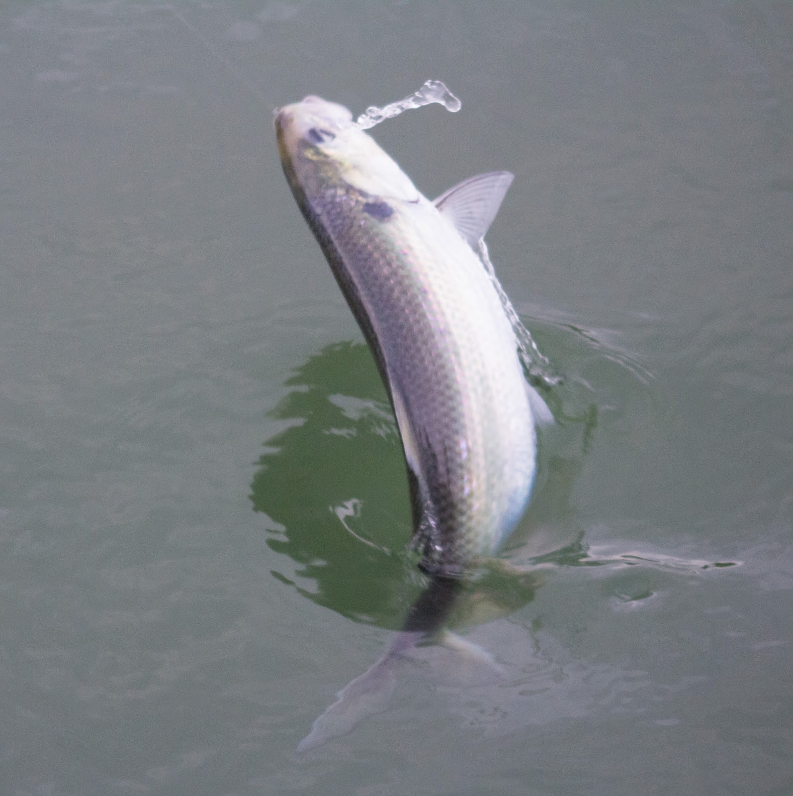 Raúl Marti : LA PESCA DE LA SABOGA
