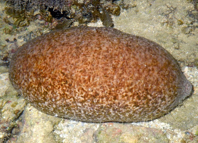 Stonefish - Sea Cucumber - Alfa Enterprises (PVT) Ltd. Welcome to Sri Lanka