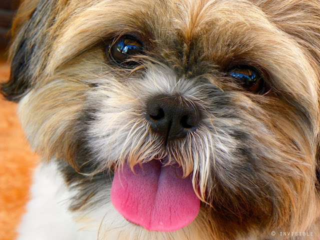 Invisible SLG Photos: Hax, un perro Shih Tzu veraniego