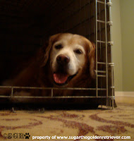 Questionable Dog Crating - Golden Woofs