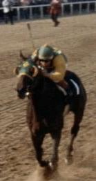 Bradley: Tribute to the Great Thoroughbred Racehorse - Sham
