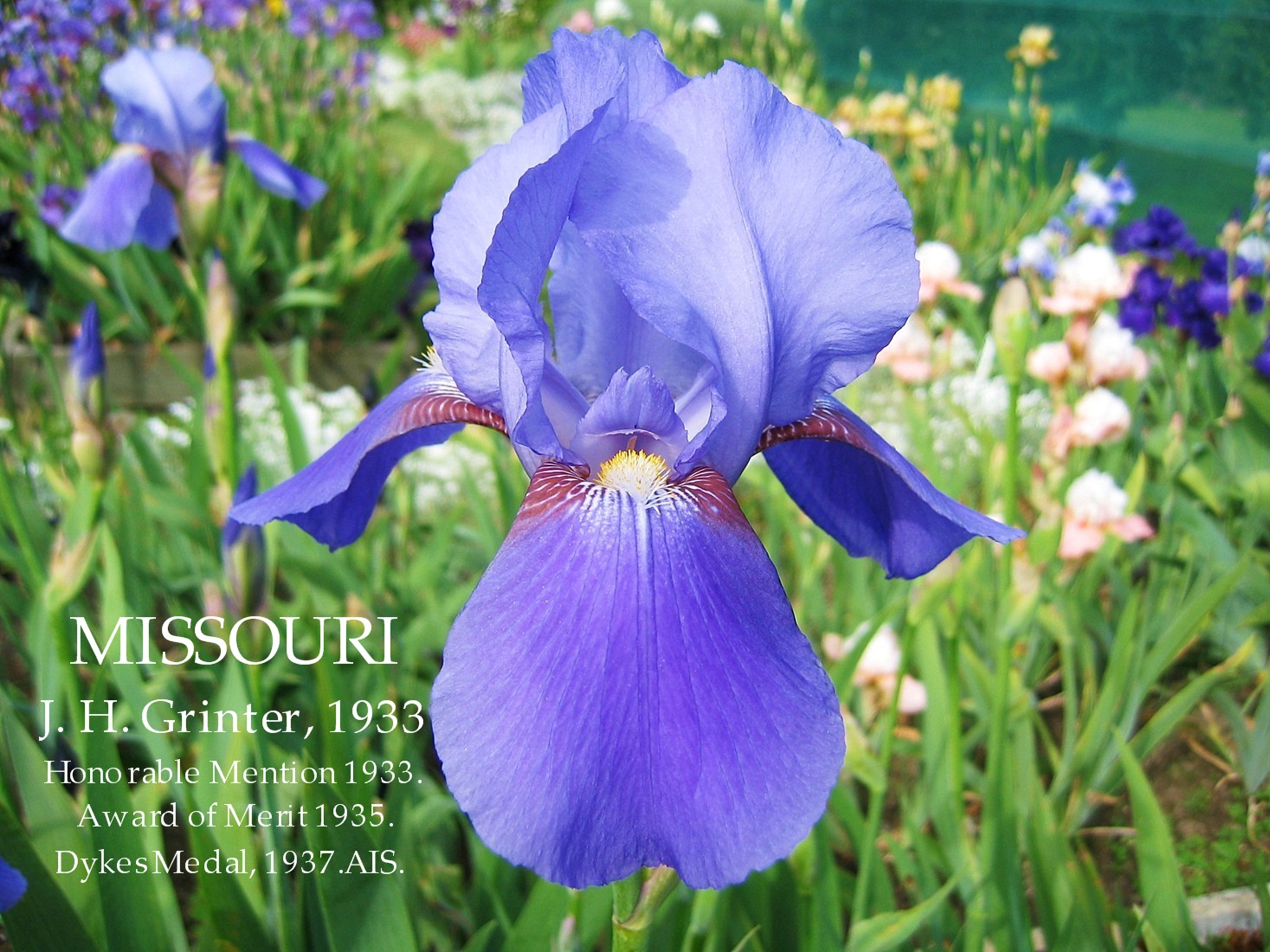 Tall Bearded Iris MISSOURI ~ HERITAGE IRISES