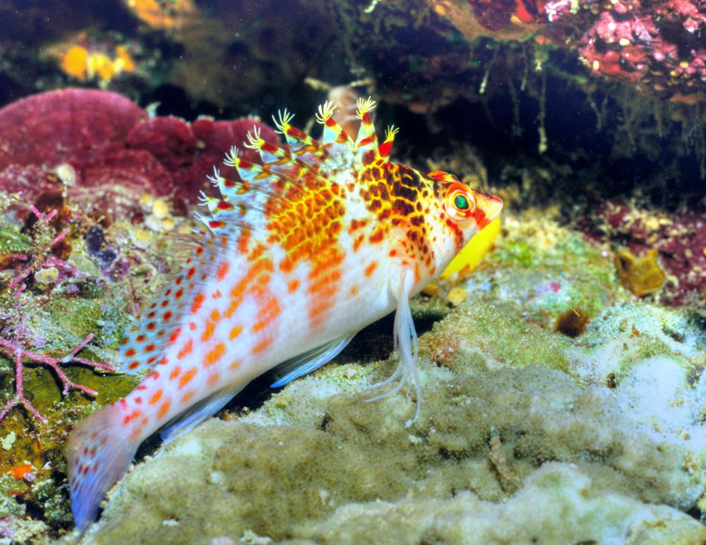 Sea Life Wallpapers,Adventures in Oceans,Great Water World,Beautiful ...