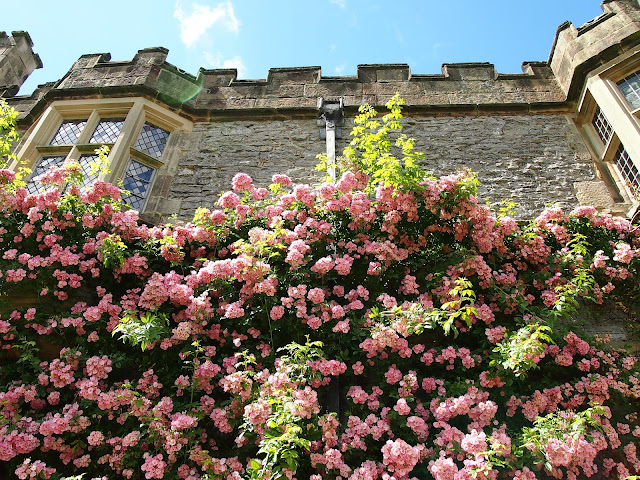 Peonies & Pastries: Roses at Haddon Hall