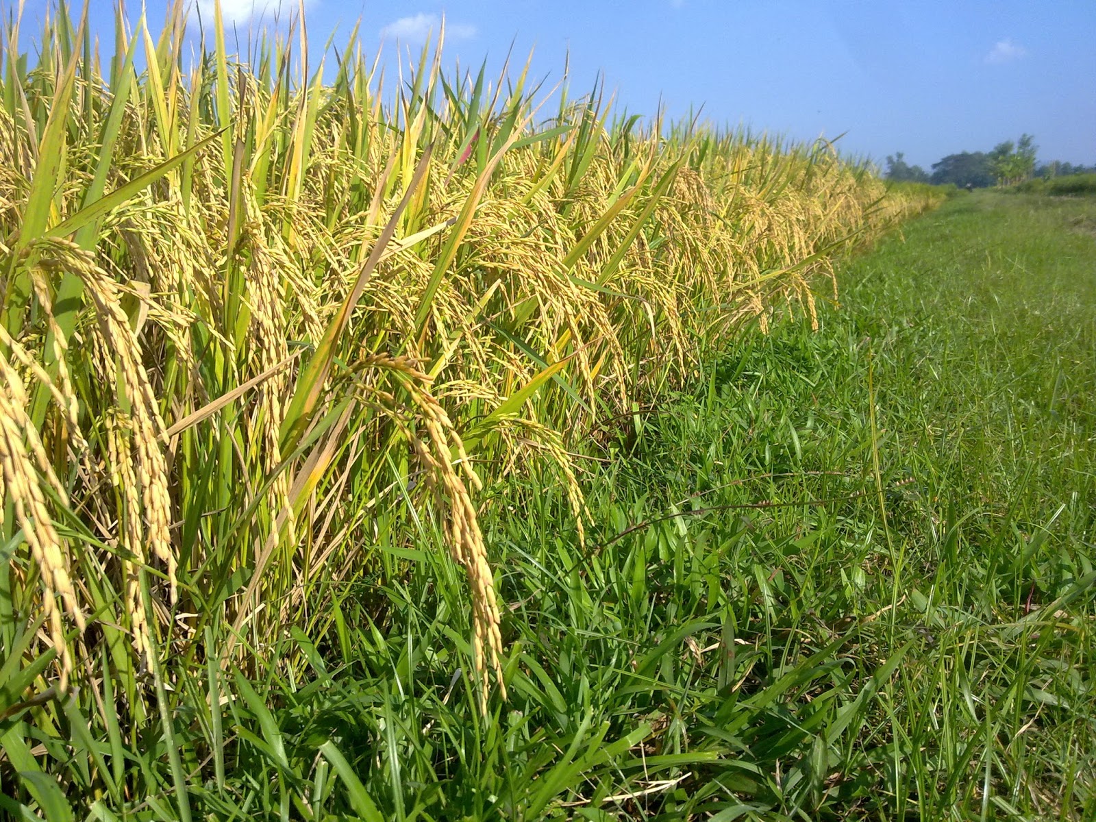 KARYA TANI NUSANTARA - TULUNGAGUNG: Cara Menanam Padi yang Baik dan Benar
