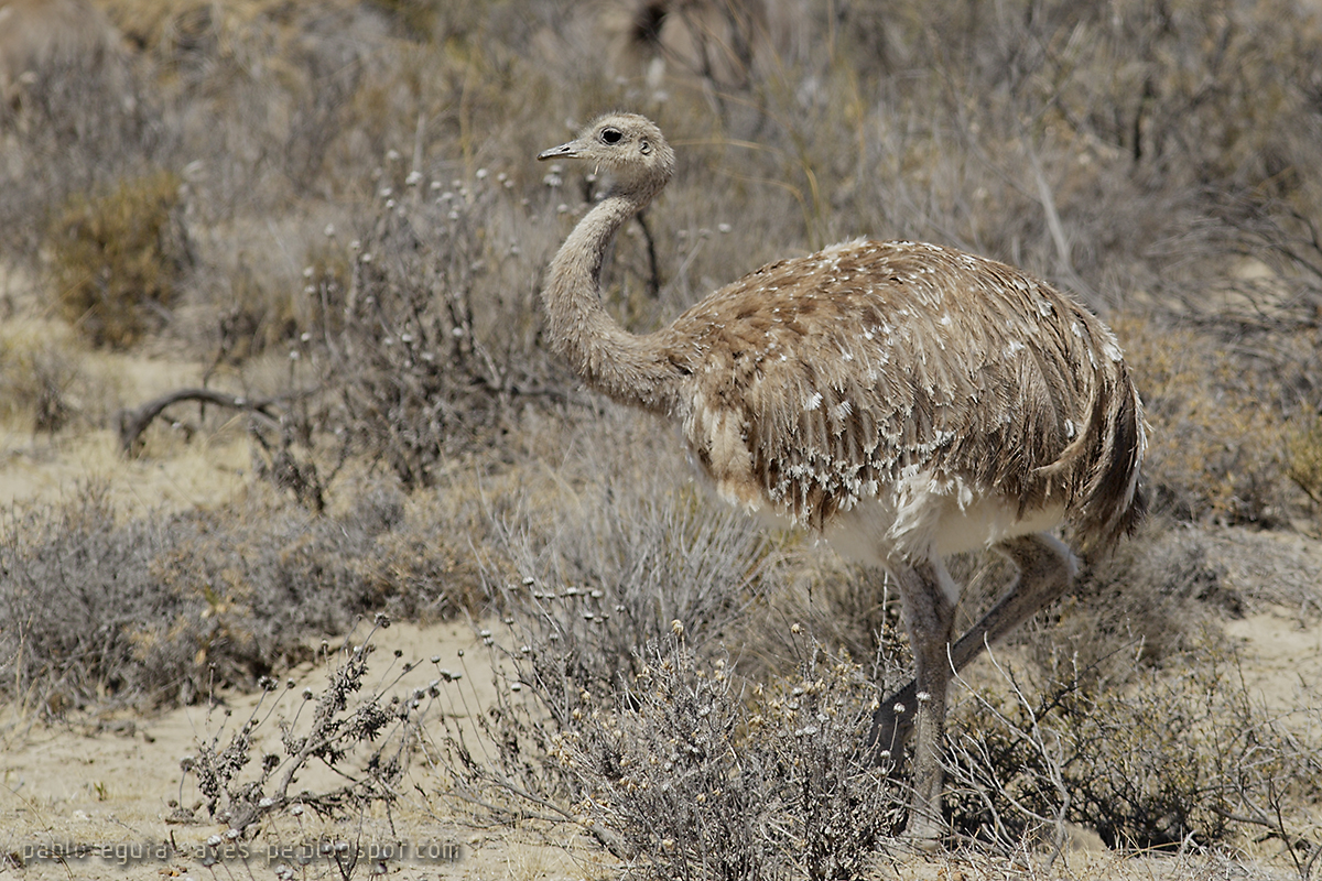 mis fotos de aves: Rhea pennata Choique Lesser Rhea