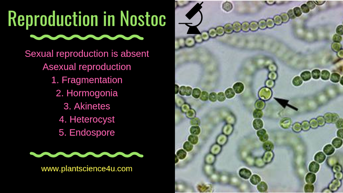 Nostoc Vegetative Cells
