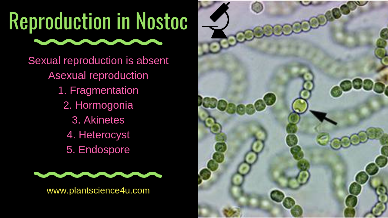 Reproduction in Nostoc 5 different types