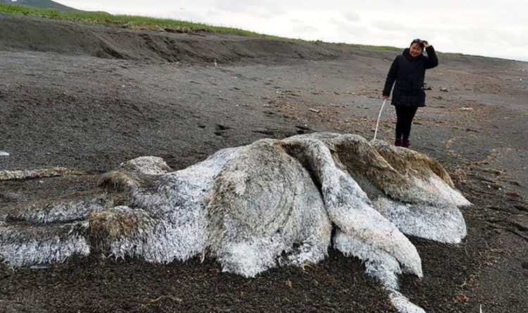 Blog Misteri Tesla: Misteri Globster