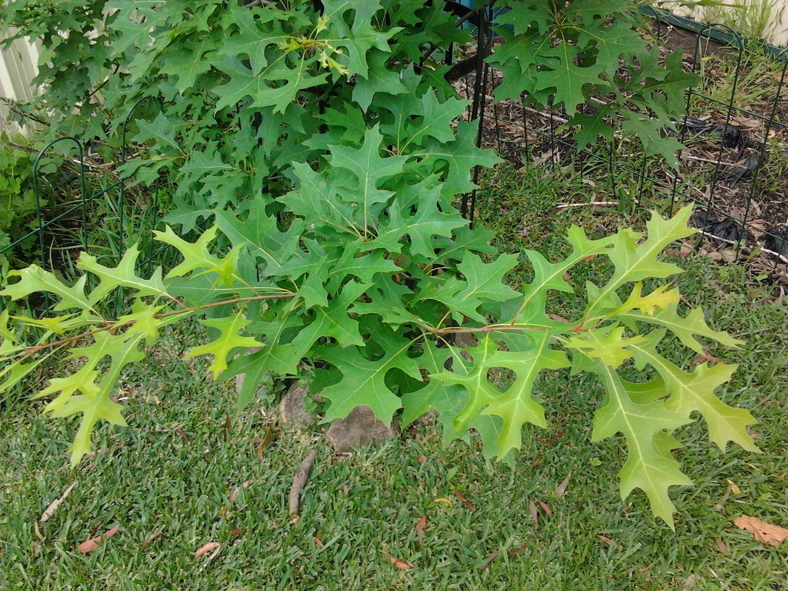 Thoughts of an Aussie Litho Pagan (Romuvis): Alphabet of Romuva from ...