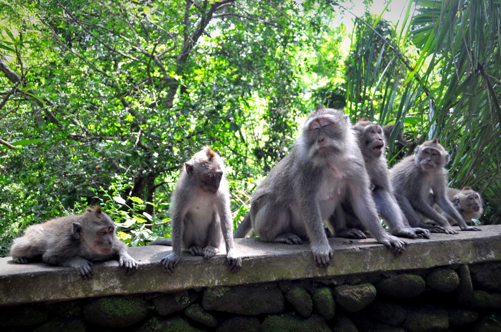 Kuta and Ubud - Hell and Heaven on Bali | honeybastard