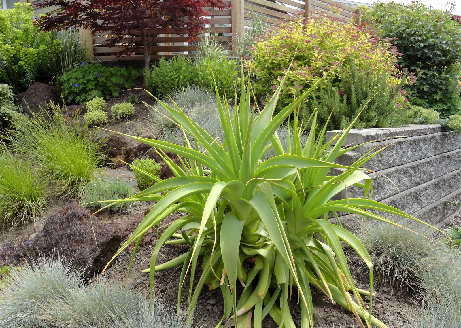 danger garden: Where the Melianthus blooms…