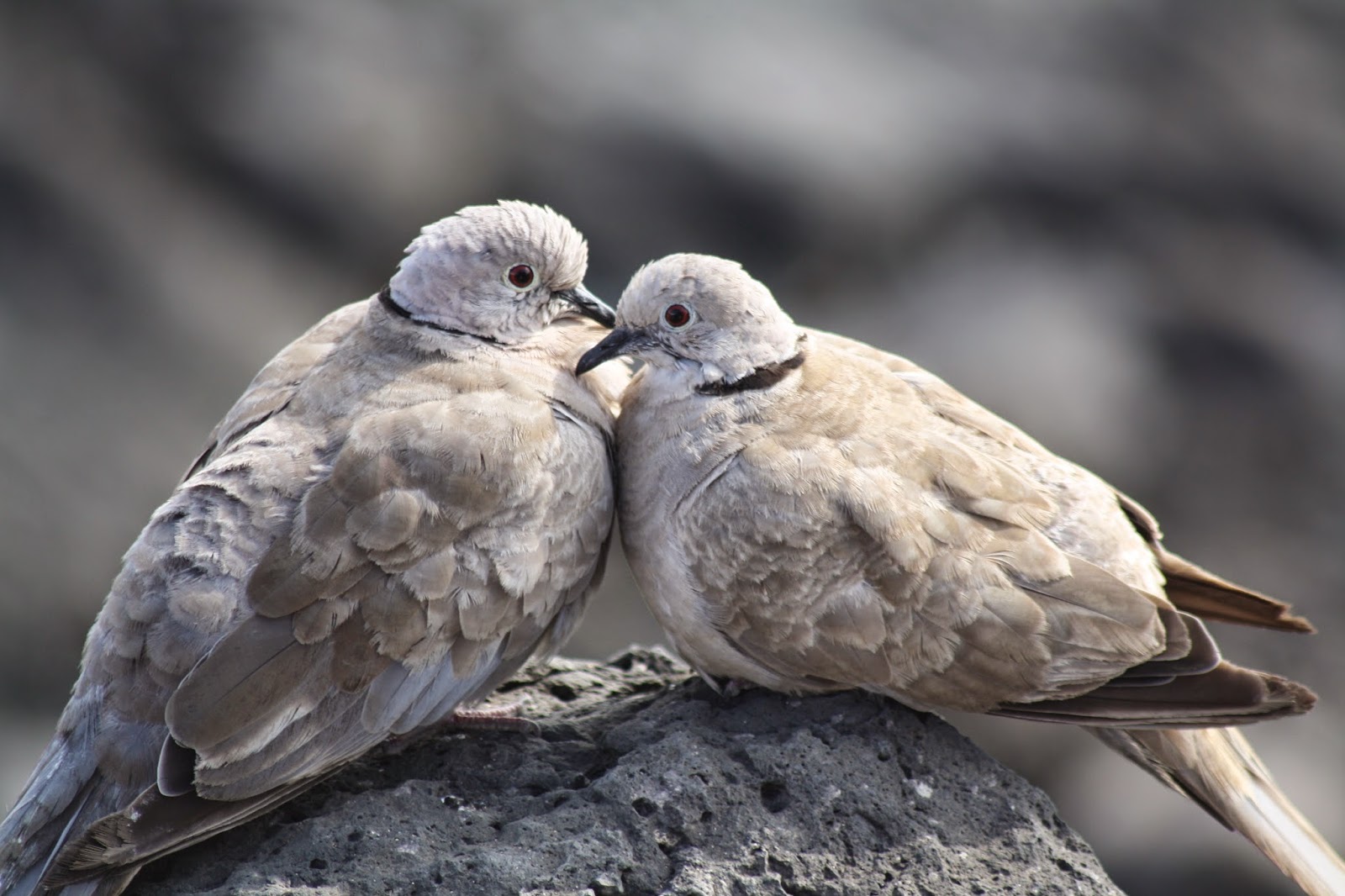 el crepúsculo del cazador: tortolitos