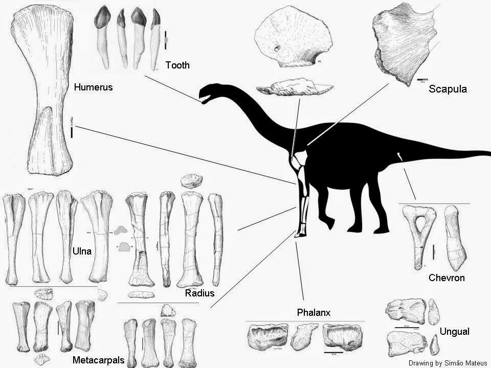 Lusodinos- Dinossauros de Portugal: Zby atlanticus é a nova espécie de ...