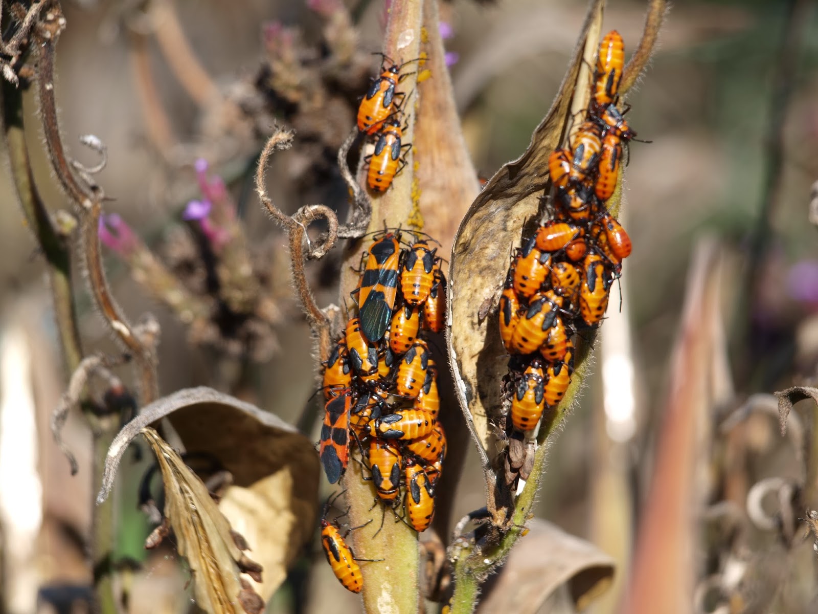 A Life Inspired by Nature: Great Gardens!