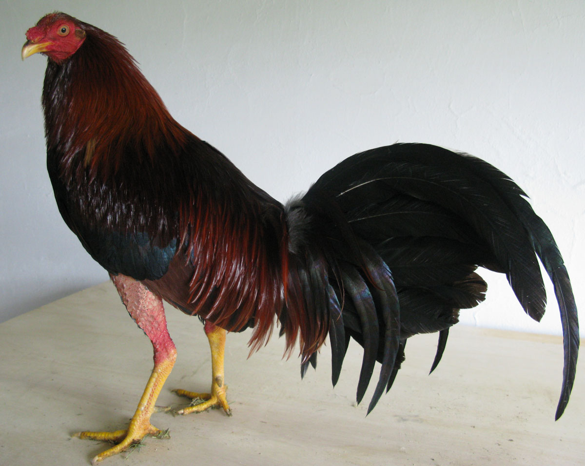 GALLOS FINOS