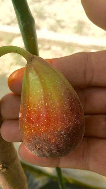 Figs Photo Collection Around the World: FICO SECCO Figs