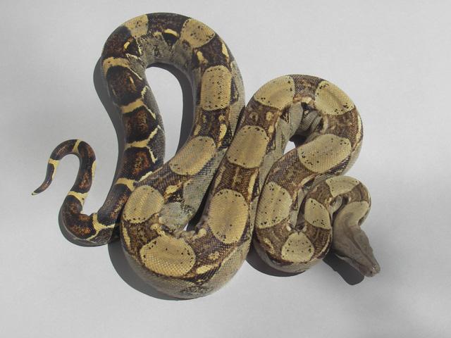 Anatomy boa constrictor imperator - sakirent