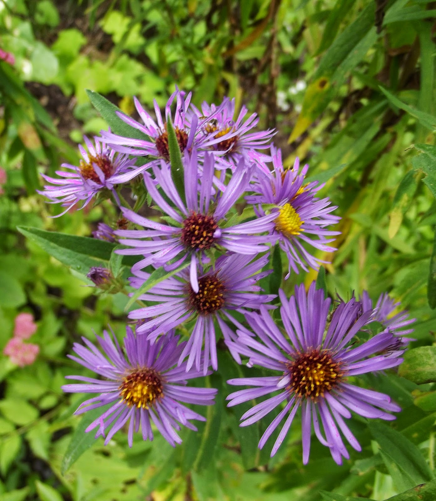 In The Garden: Native Asters