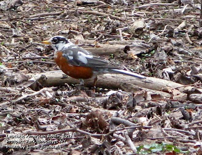 The City Birder: An Odd Robin in Brooklyn