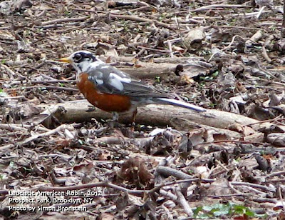 The City Birder: An Odd Robin in Brooklyn