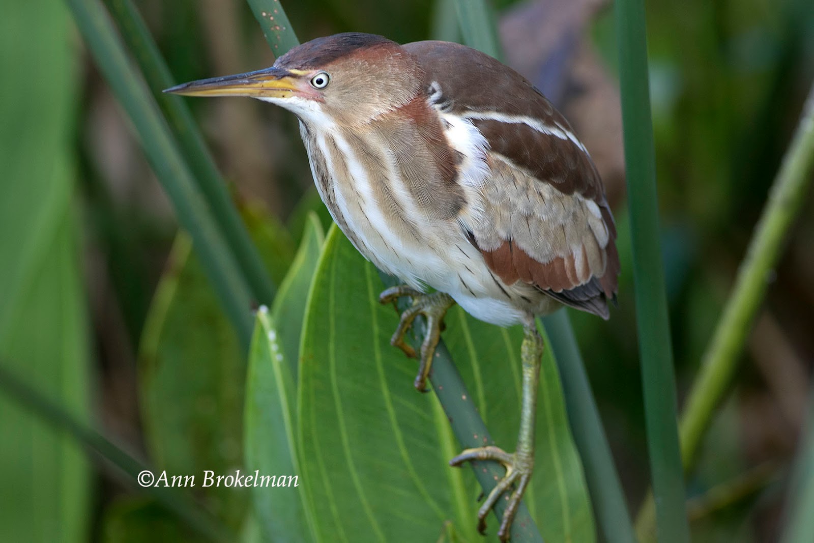 Ann Brokelman Photography: Least Bittern in Green Cay Florida