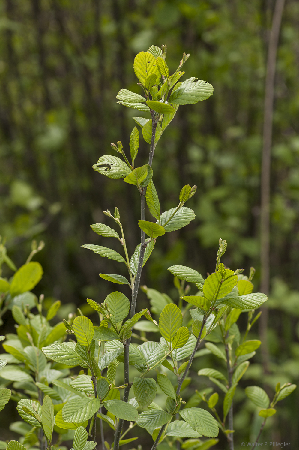 Nature photos from an Amateur Naturalist: Ponkapoag Bog, USA (Ponkapoag ...