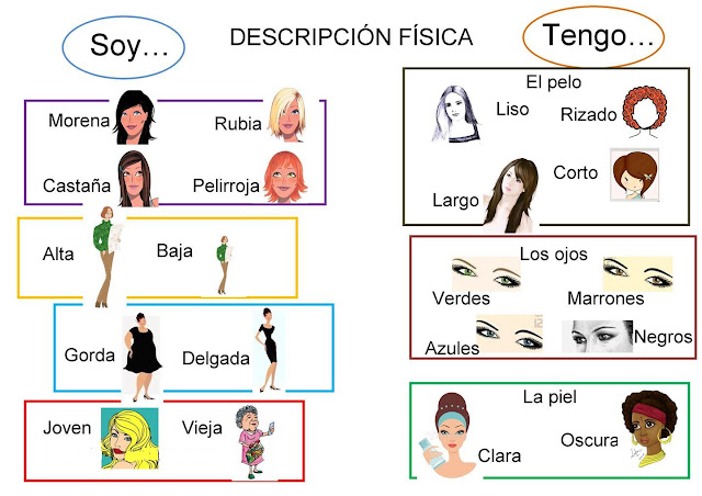 VOCABULARIO - La descripción física / El cuerpo humano
