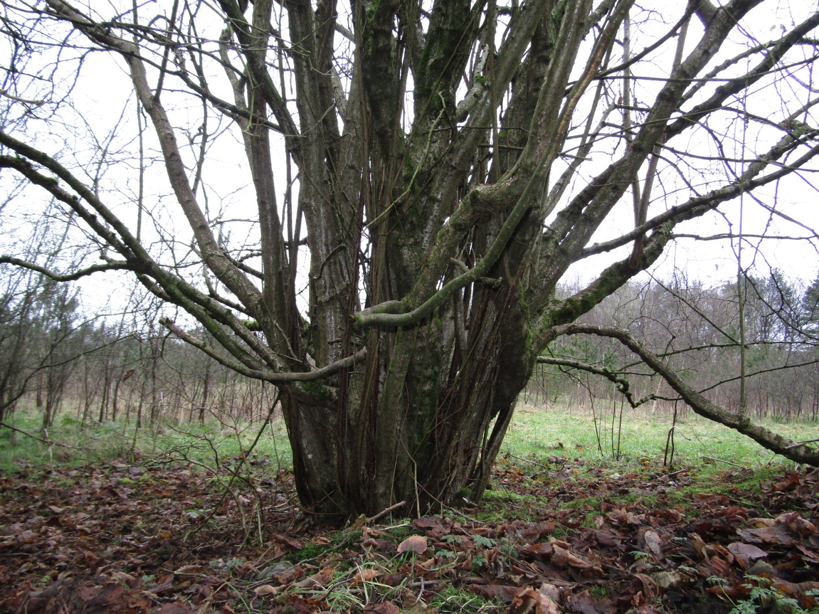 A Hazel in January