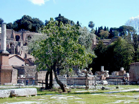 romanoimpero.com: PIANTE SACRE ROMANE