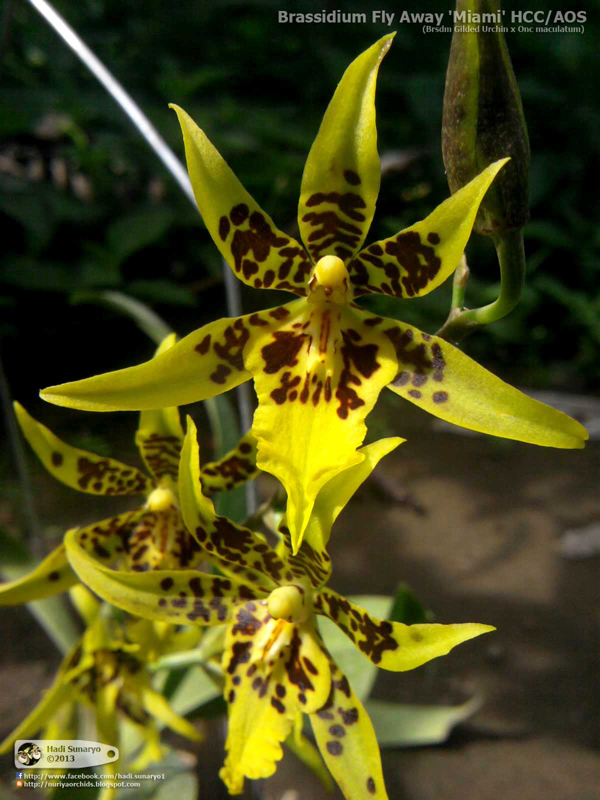 Hadi Orchids (Nuriya Orchids): Brassidium Fly Away 'Miami' HCC/AOS ...