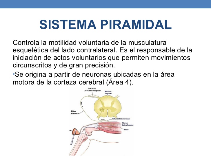 Anatomia Do Sistema Extrapiramidal
