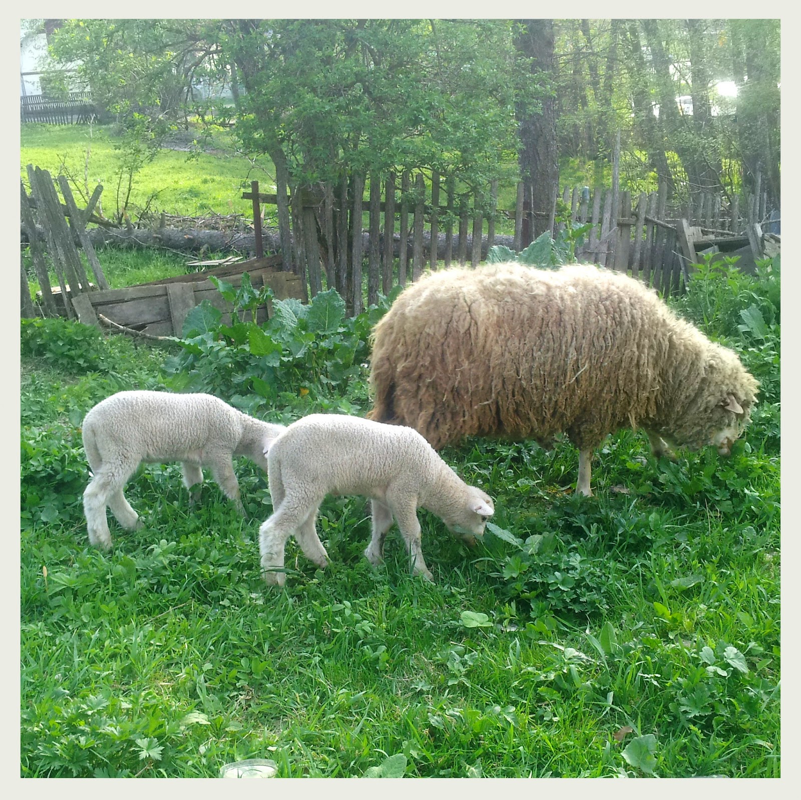 Armonii: Poveste cu Oaie