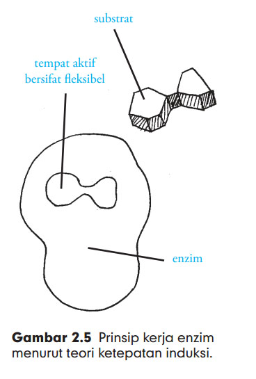 Komponen, Fungsi dan cara kerja Enzim Serta Komponen