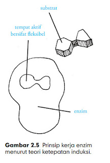Komponen, Fungsi dan cara kerja Enzim Serta Komponen