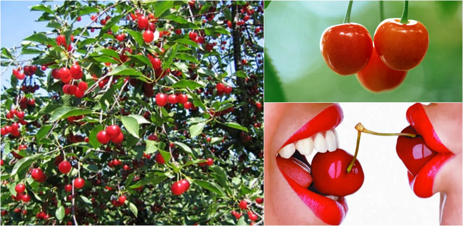 LA CEREZA Y SUS BENEFICIOS : FRUTAS VERDURAS BENEFICIOS PROPIEDADES Y USOS