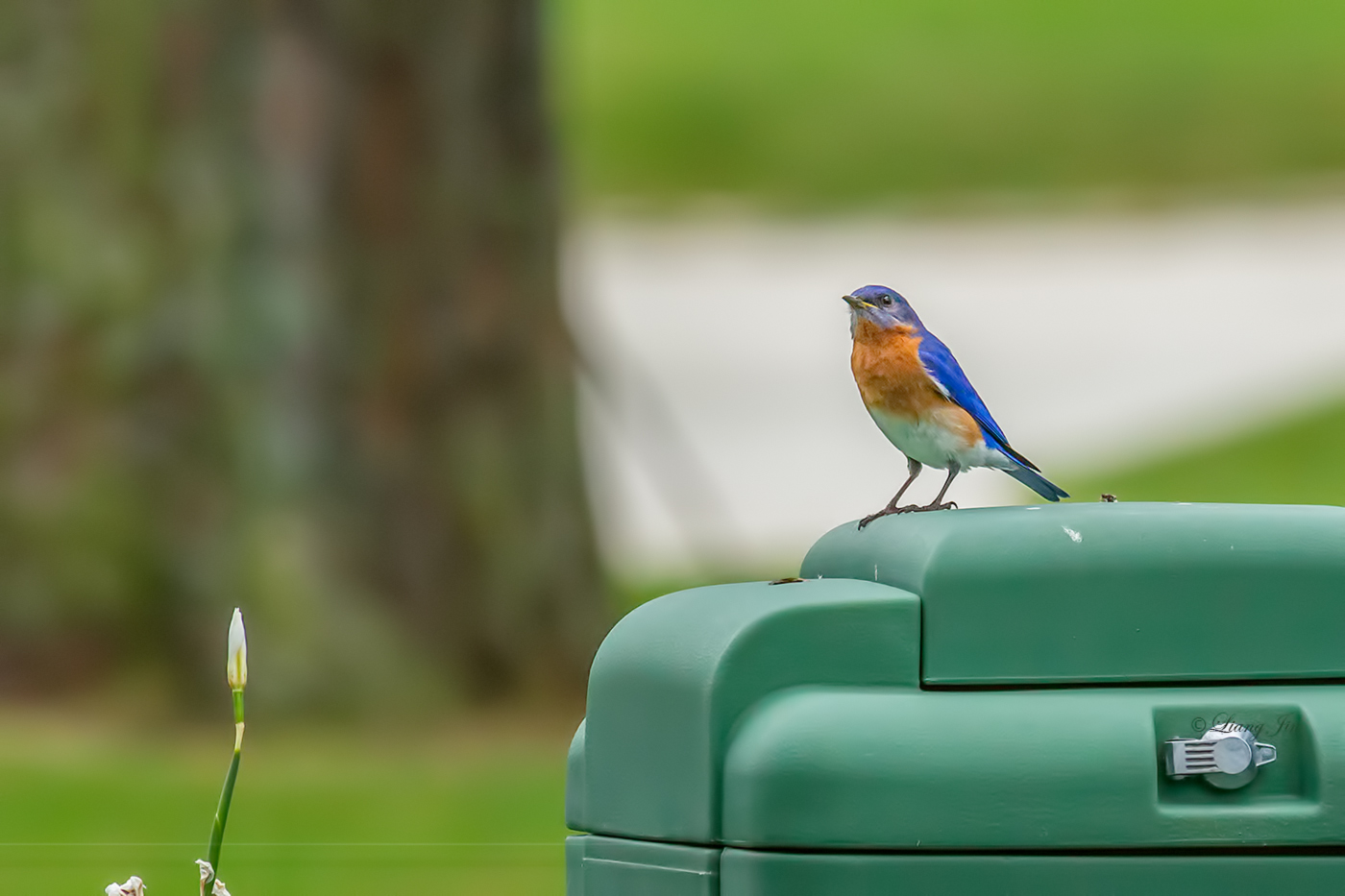 See What I See: A bluebird