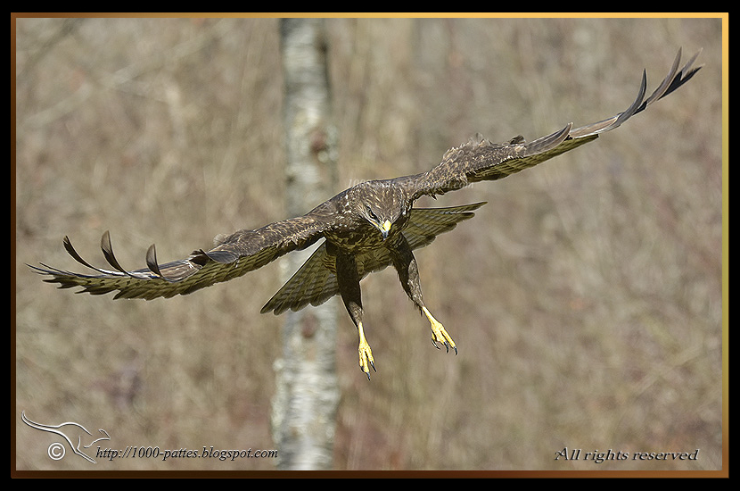 WILDLIFE GATEWAY: Buse variable en vol