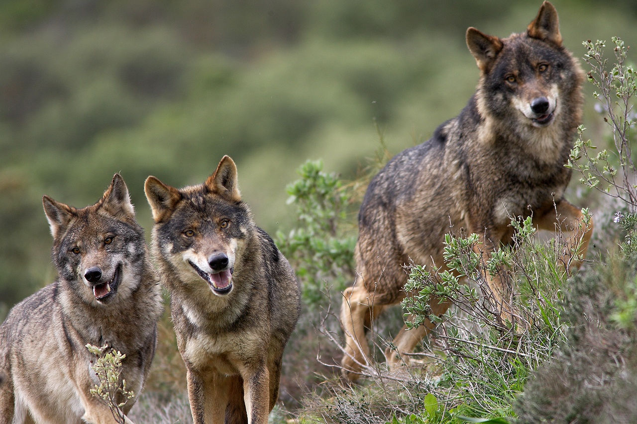NUNCAJAMAS COCKER: LA GENÉTICA DE LOS LOBOS DEL SUR DE ESPAÑA ESTÁ ...